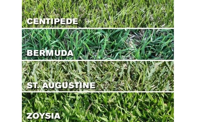 Enscape | Top Tips for Rendering 3D Grass