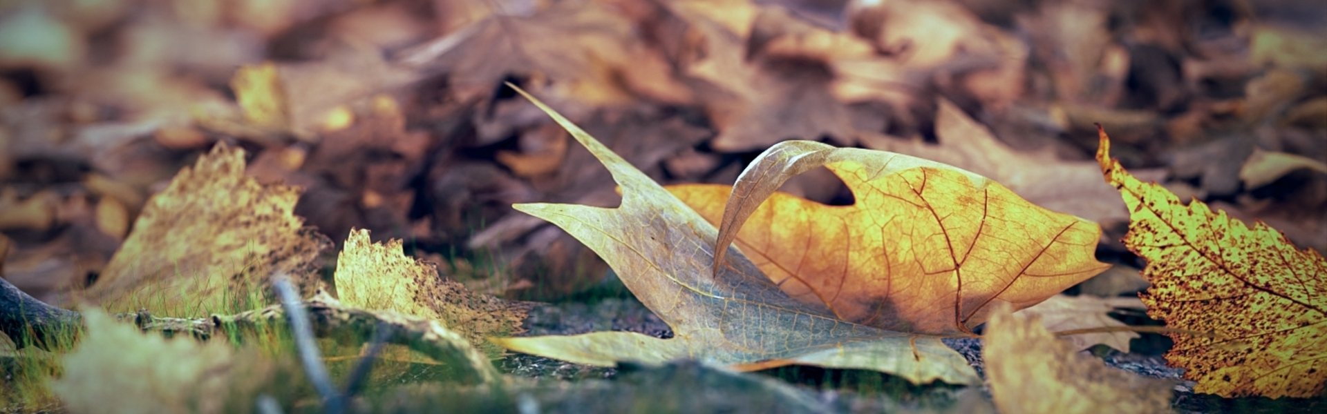 Subsurface scattering explained